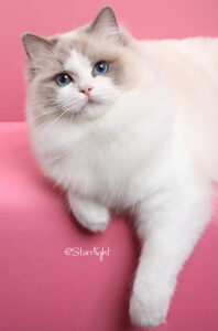 AdorableDolls Ragdolls – Providing Beautiful, Sweet Ragdoll Kittens to ...