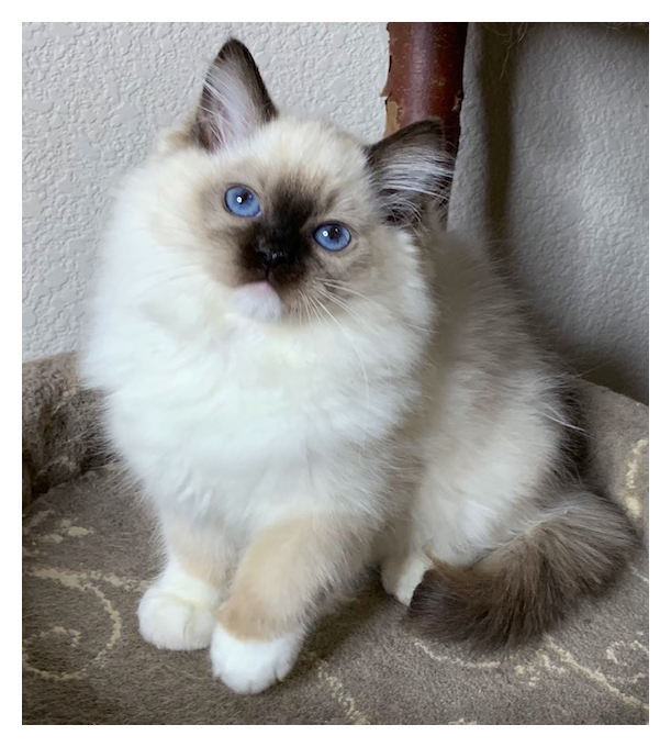 AdorableDolls Ragdolls – Providing Beautiful, Sweet Ragdoll Kittens to ...